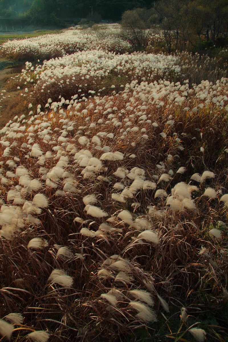 Late autumn winds | GANREF