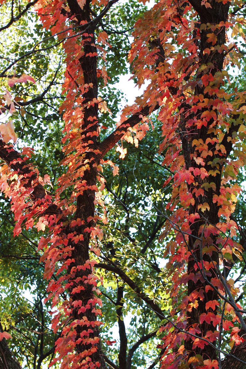 blaze trees | GANREF