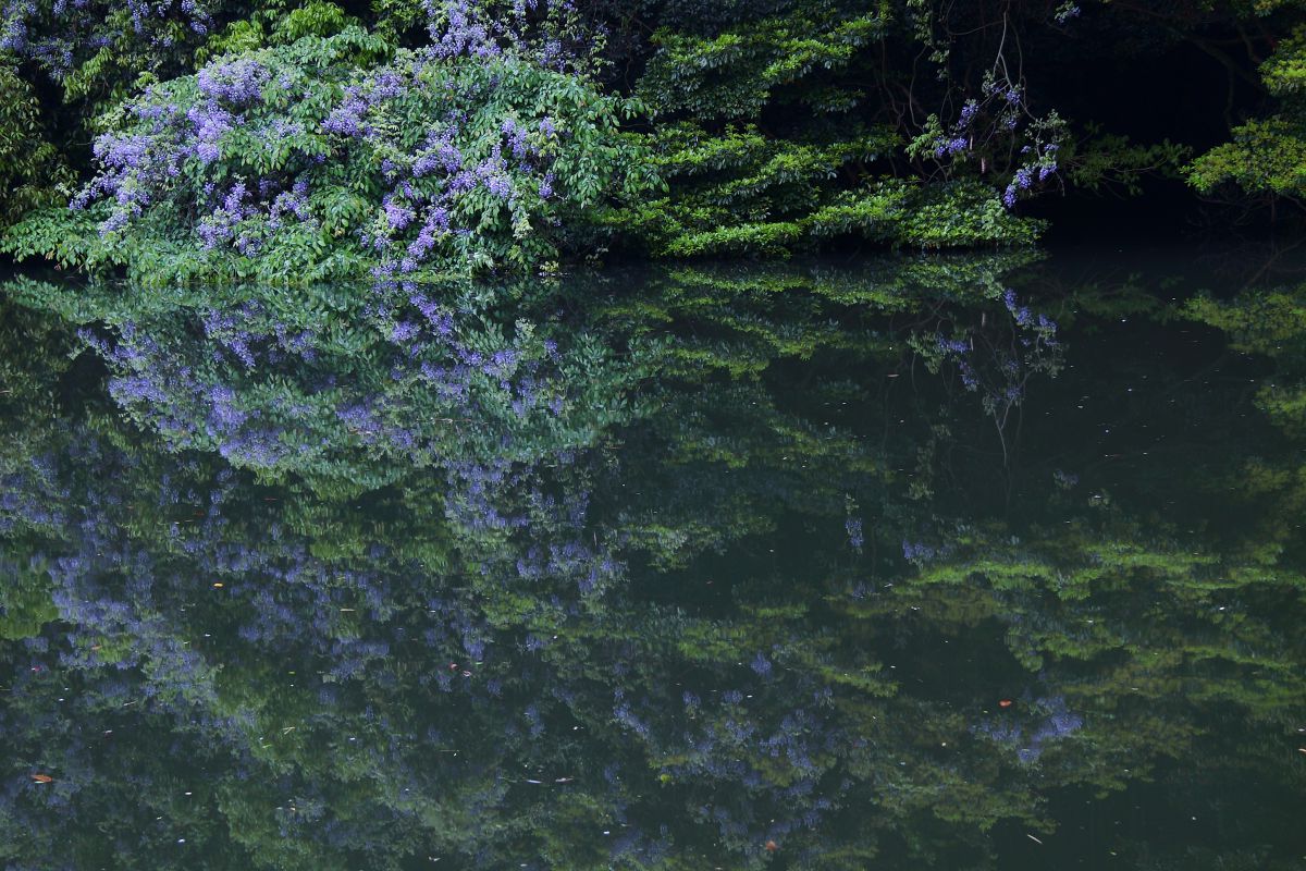 Purpre water.JPG | GANREF