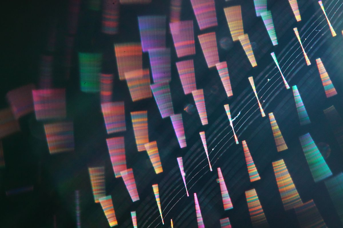 rainbow musician | GANREF