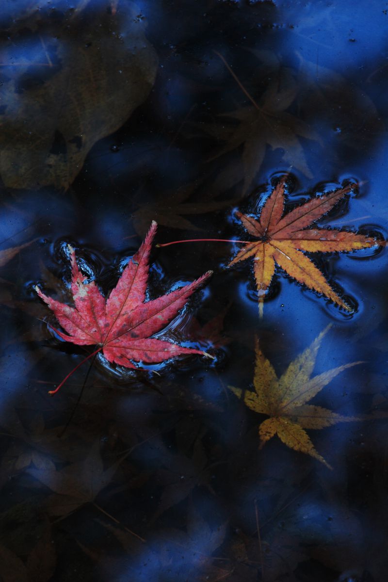 float＆sink | GANREF