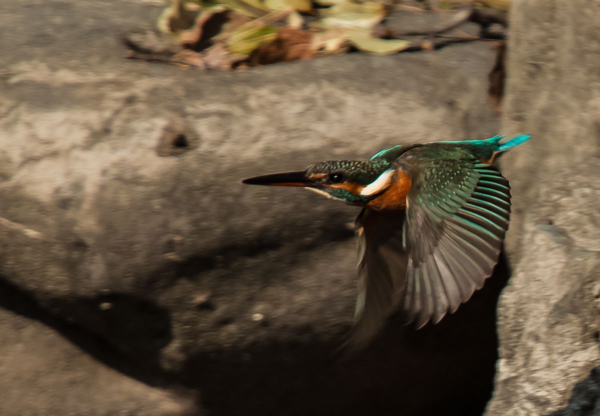 なんとか撮れました。 | GANREF