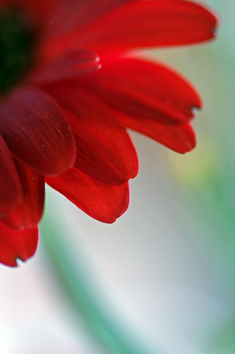 ガーベラ | GANREF