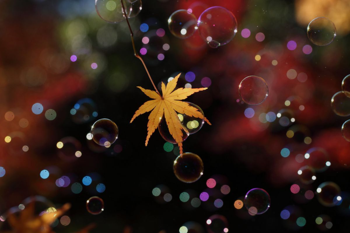 babule＆紅葉 | GANREF