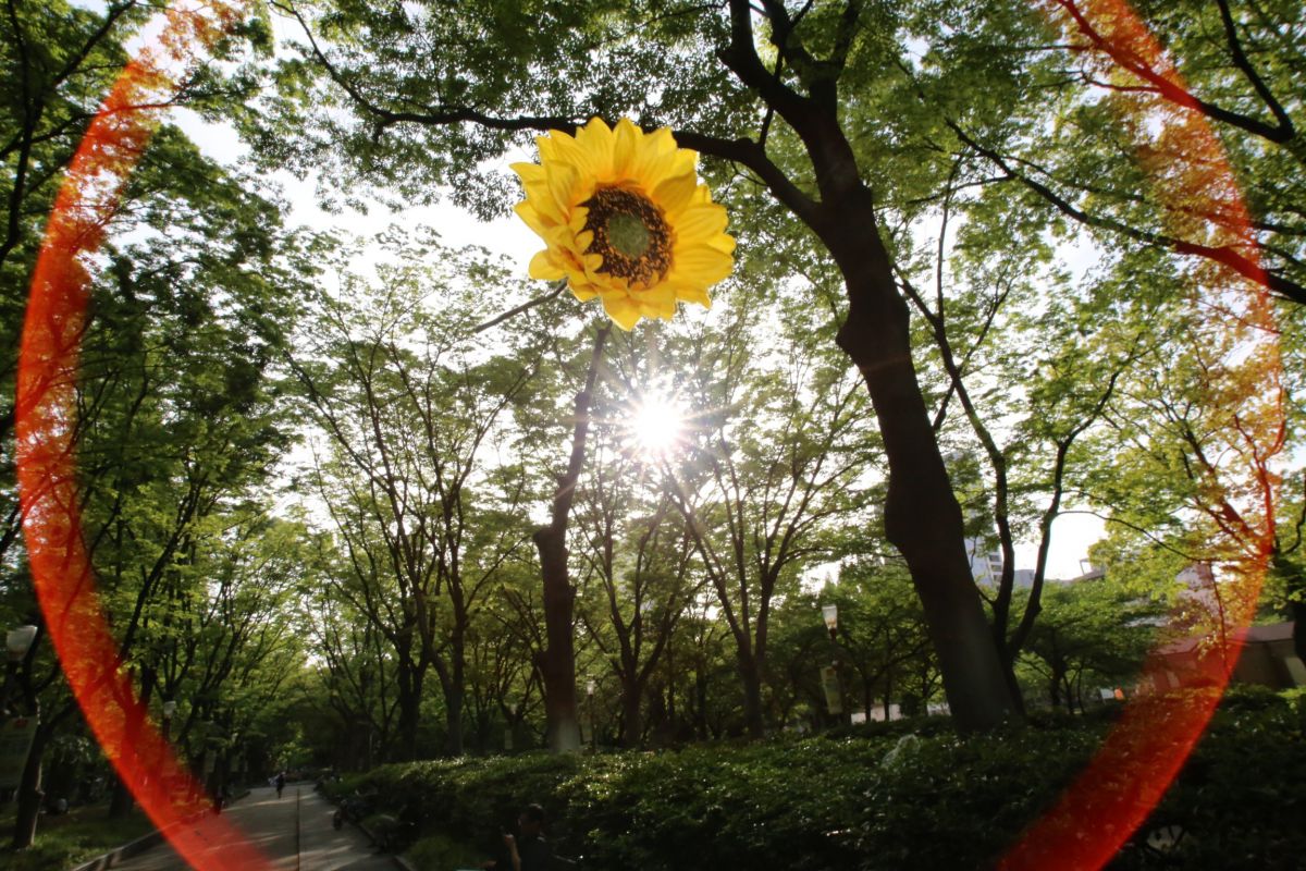 sun&sunflower | GANREF