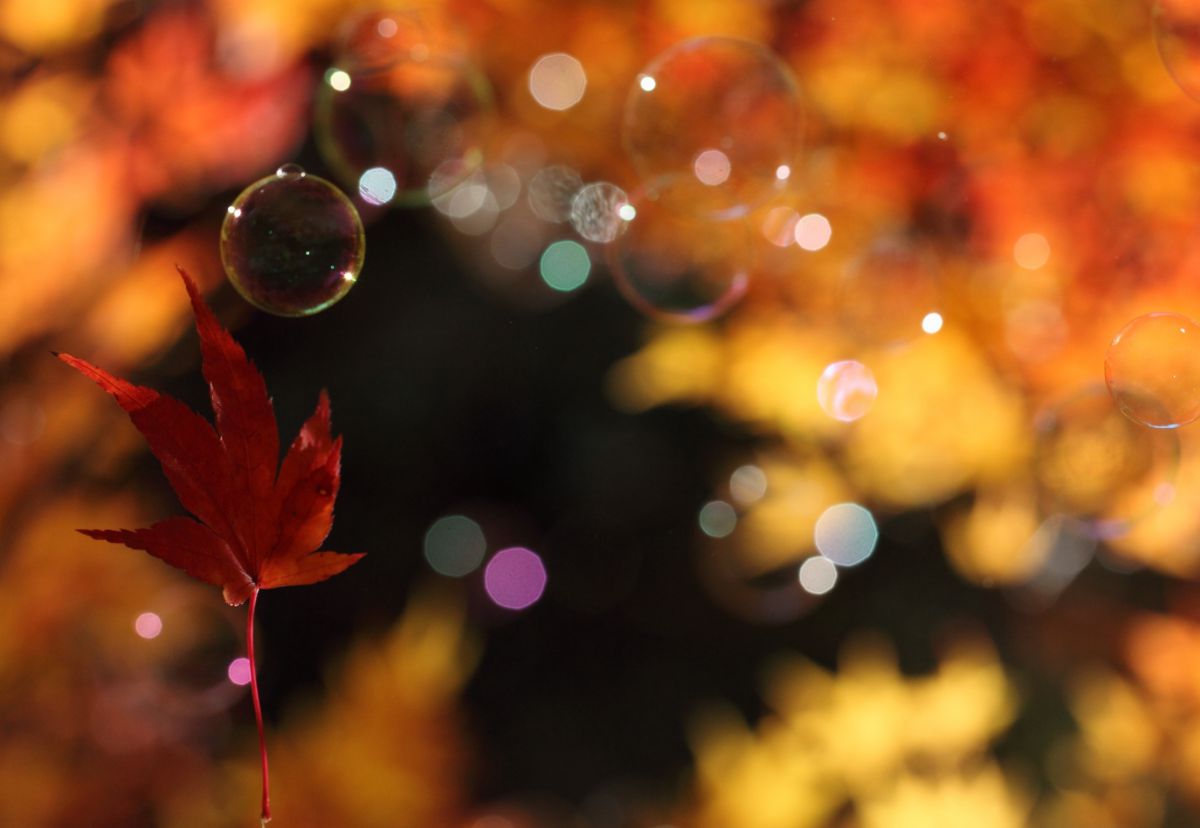 シャボン玉舞う | GANREF