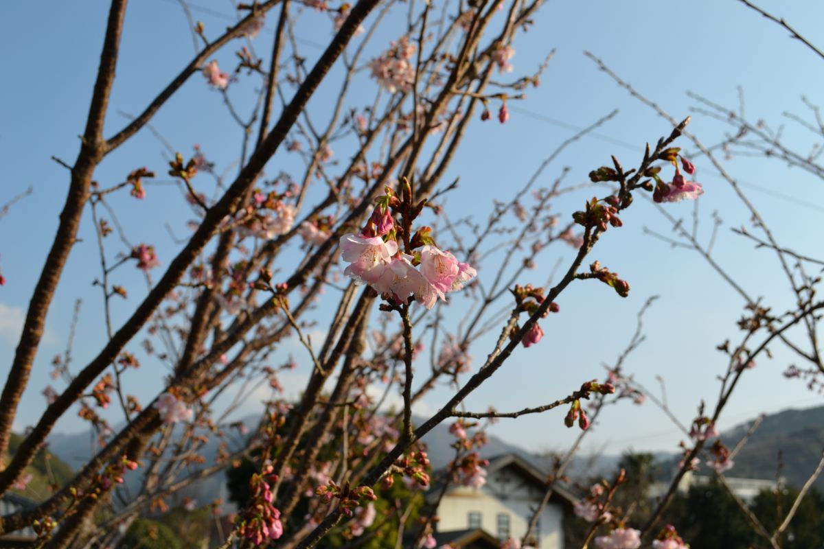 an ume tree | GANREF