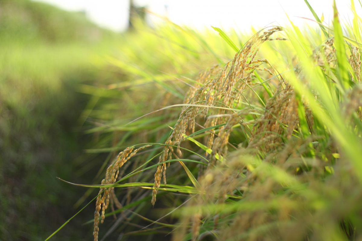 実りの秋 | GANREF