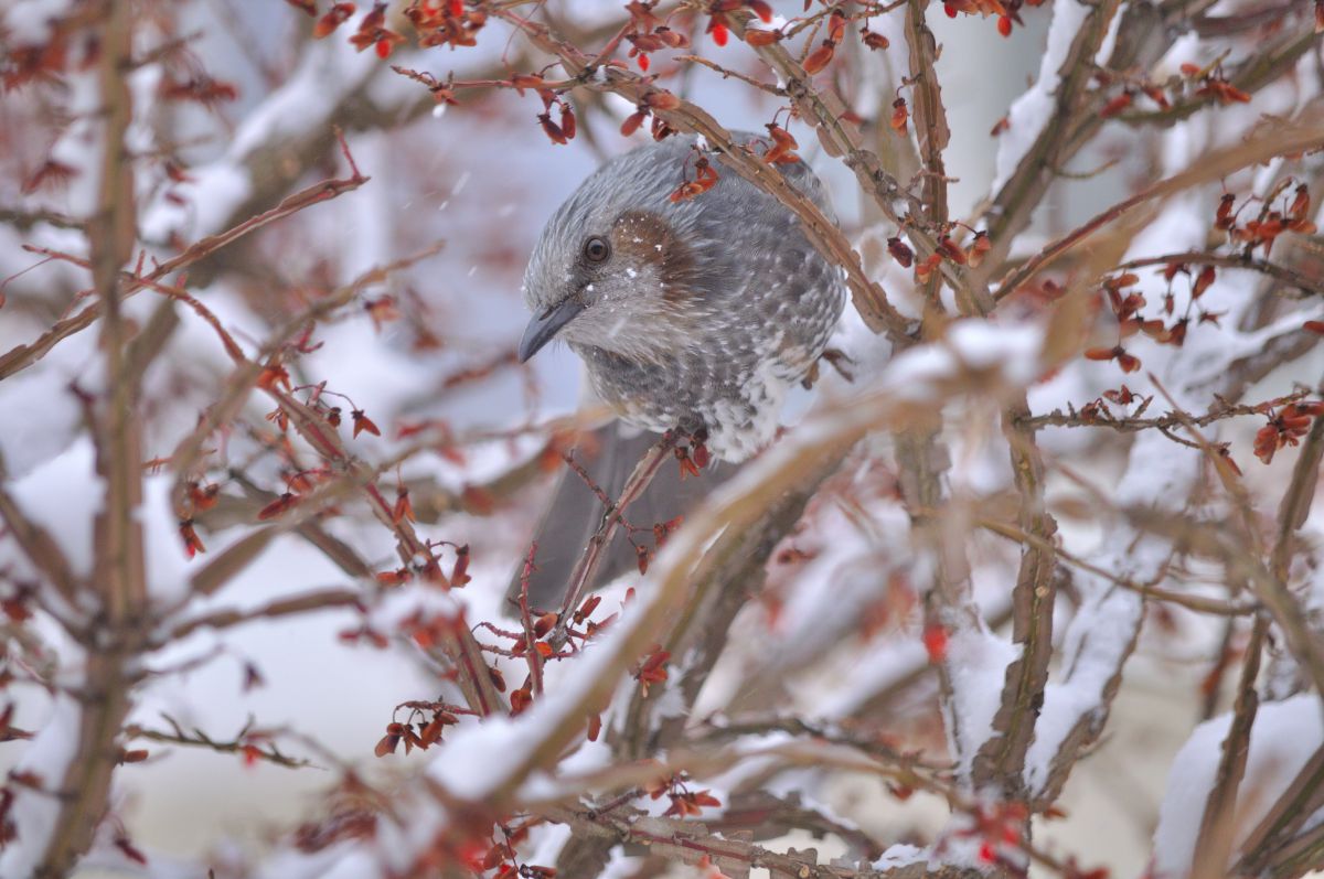 リビングで野鳥撮影Ⅱ | GANREF