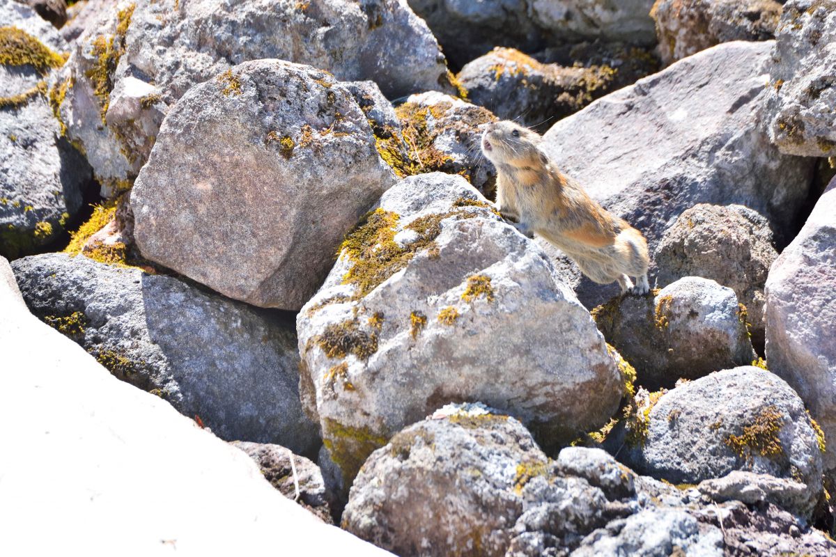 いい声だね！ | GANREF