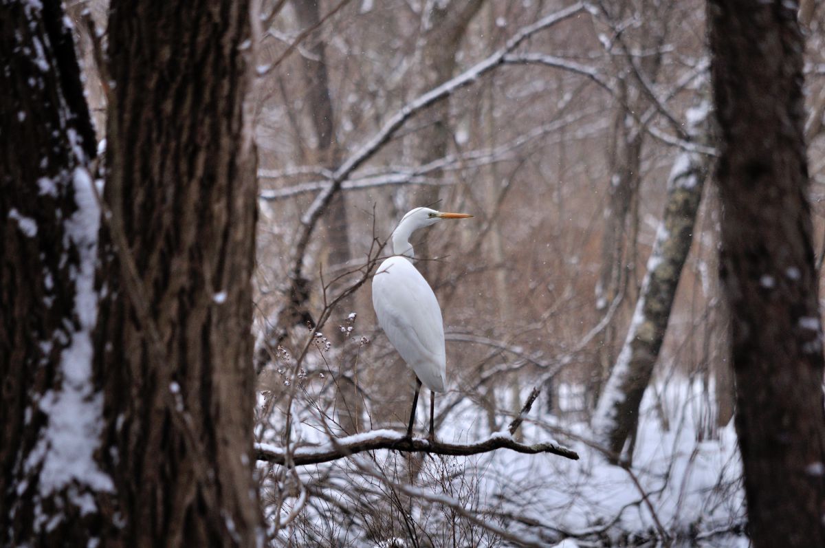 だいちゃん | GANREF