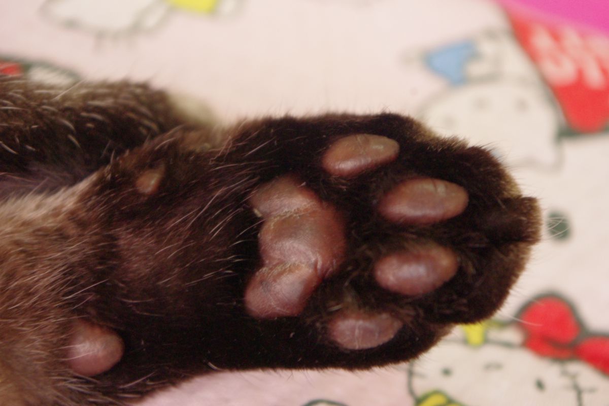 お気に入りの一枚♪ | GANREF