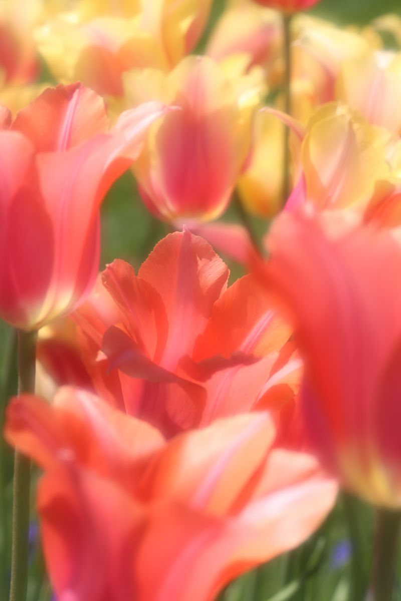 Tulipa cv. Salmon Impression | GANREF