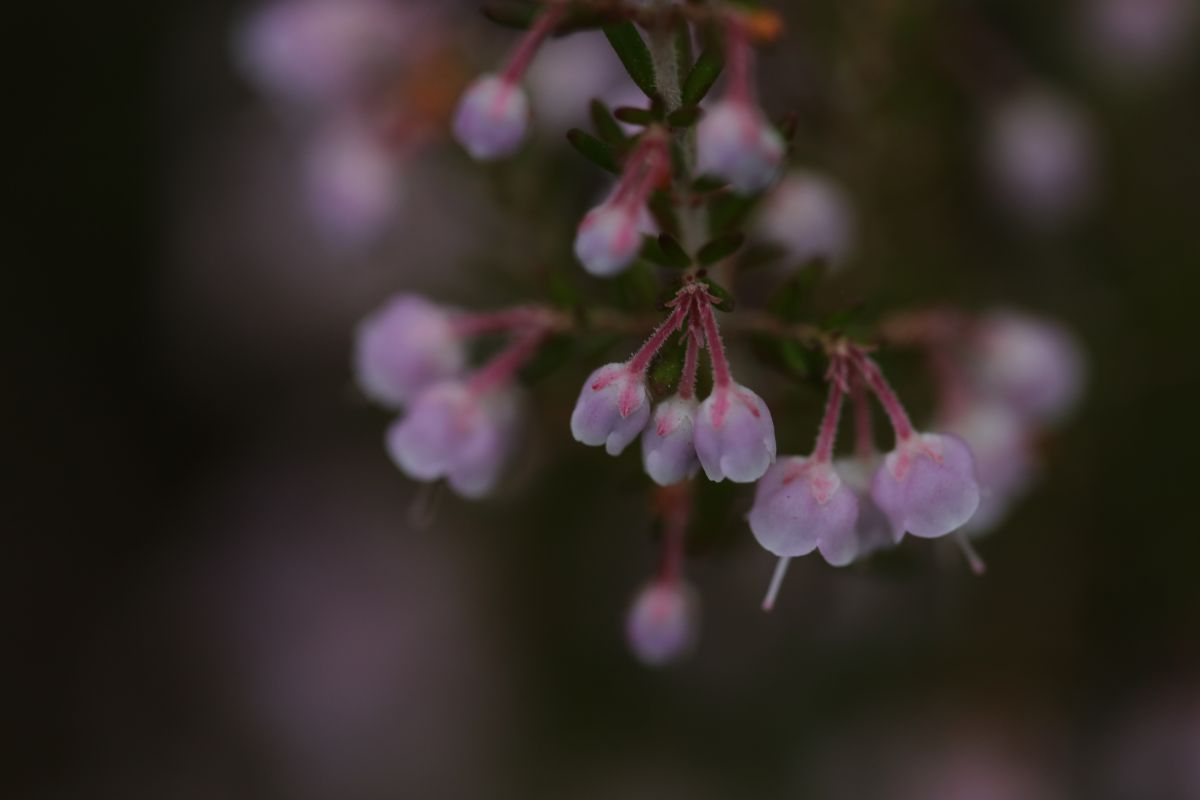 Ring a BELL | GANREF