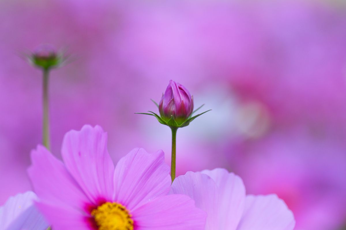 これから・・・ | GANREF