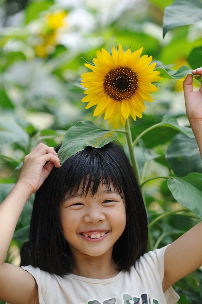 向日葵さんのお帽子 | GANREF