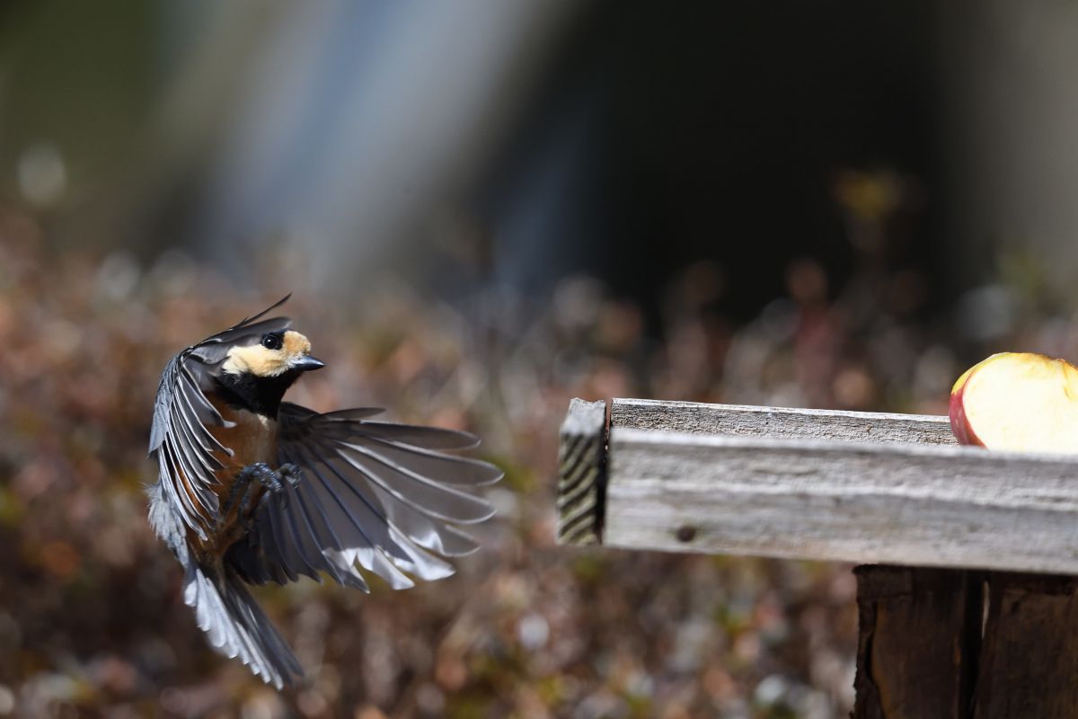 タッチダウン 2／4 | GANREF