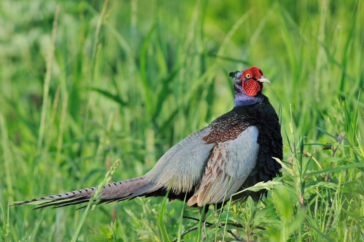 雉（キジ）ポートレート | GANREF