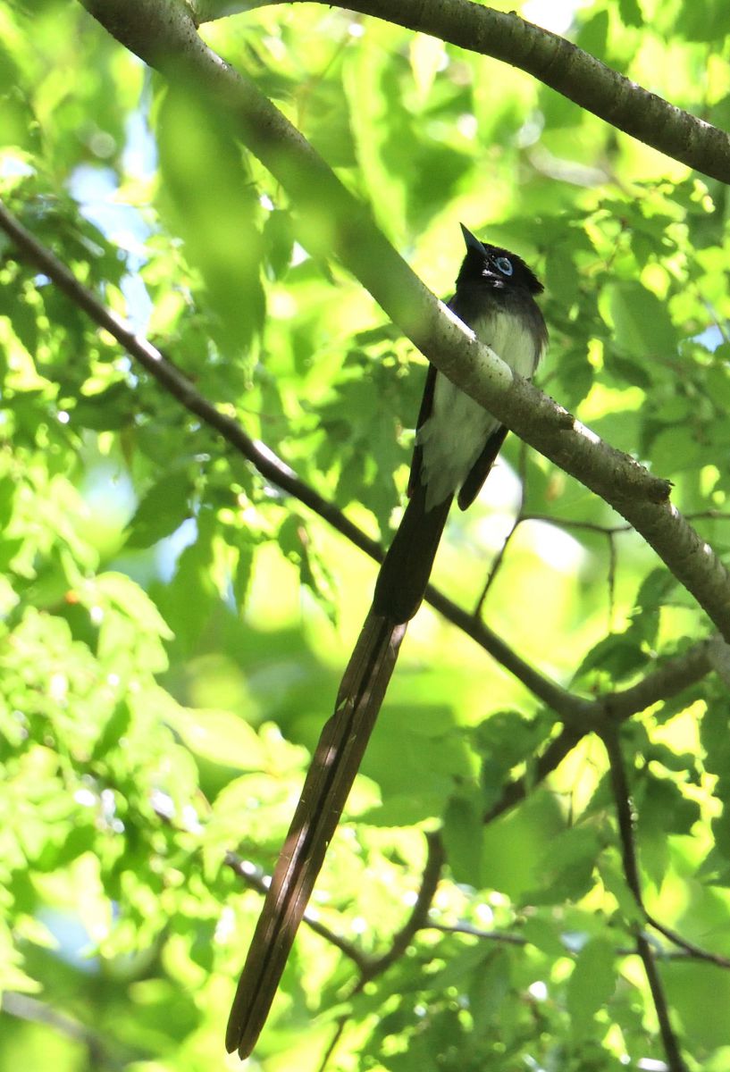 The long tail bird | GANREF