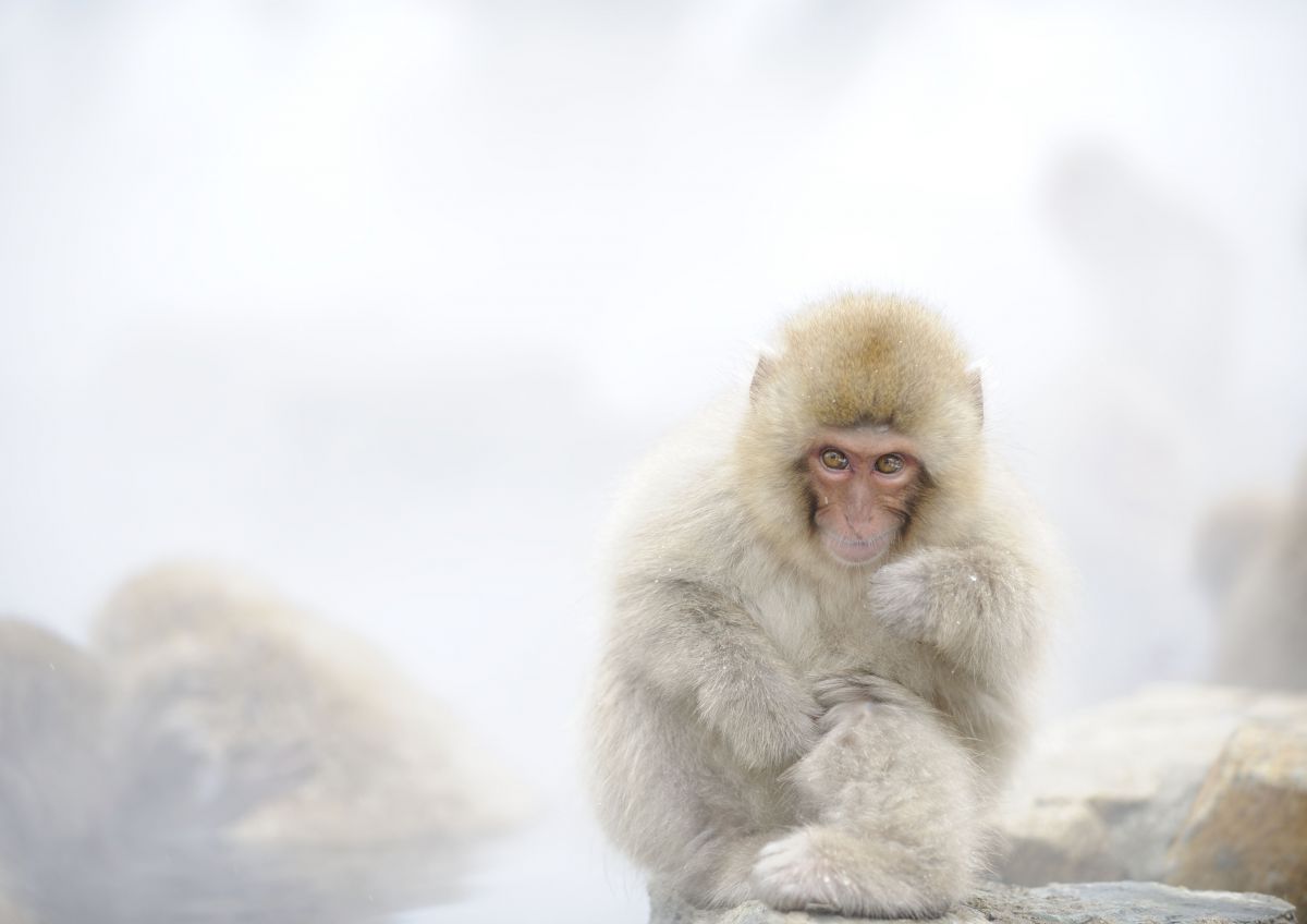 Snow Monkey | GANREF