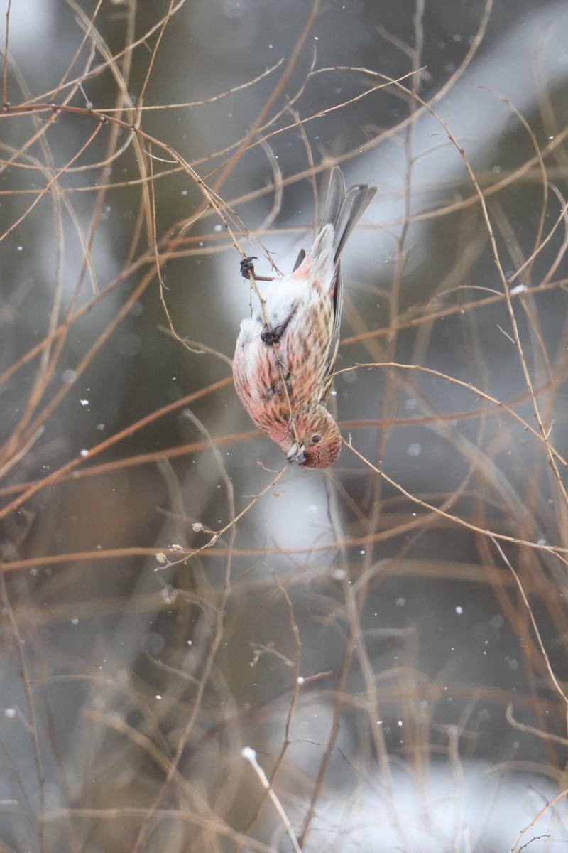 逆さ猿子（MASHIKO Upside Down） | GANREF