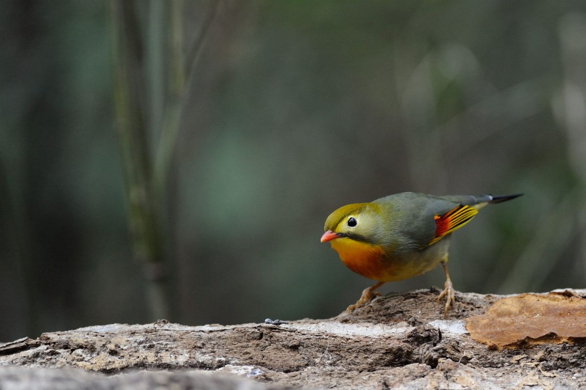 The New Face | GANREF