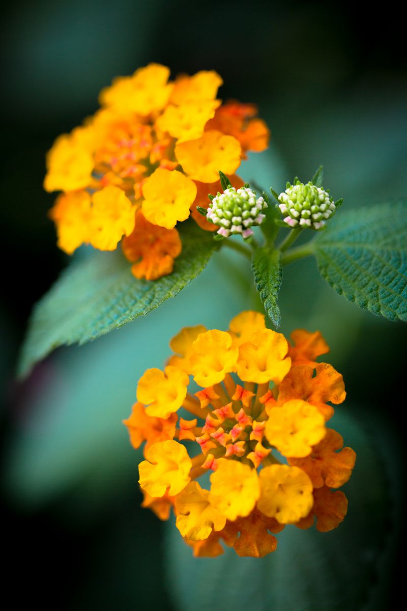 Orange Flower | GANREF