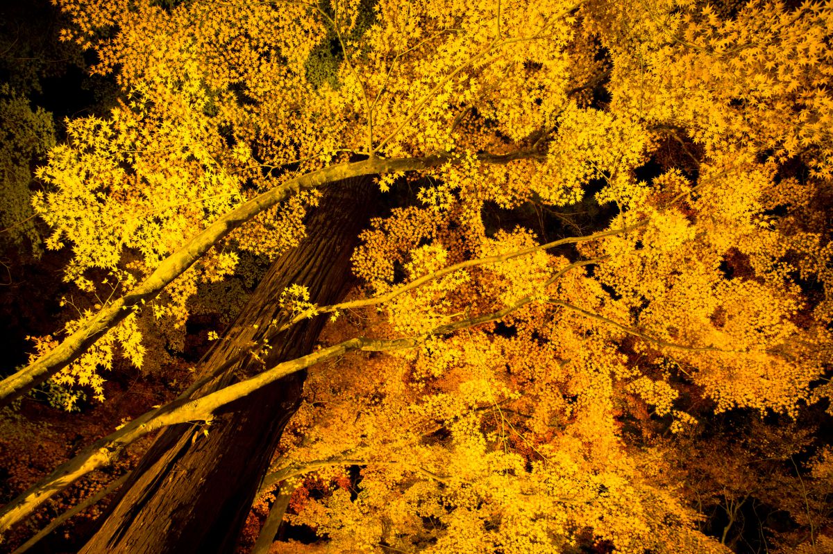 Golden Leaves | GANREF