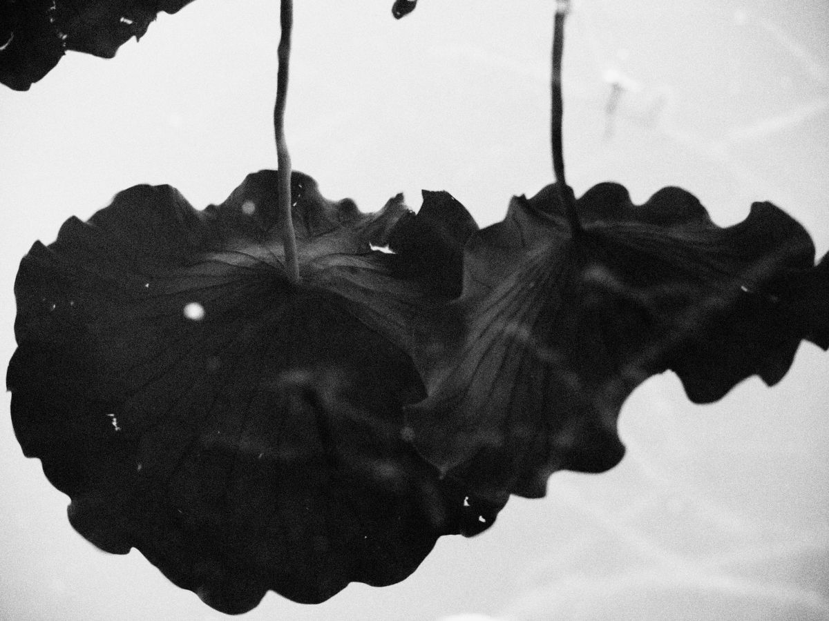 20121006-015.jpg | GANREF