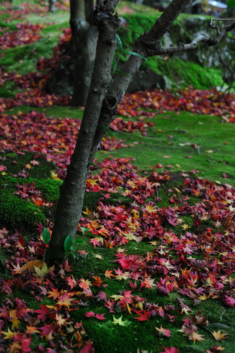 落ちてもなお | GANREF