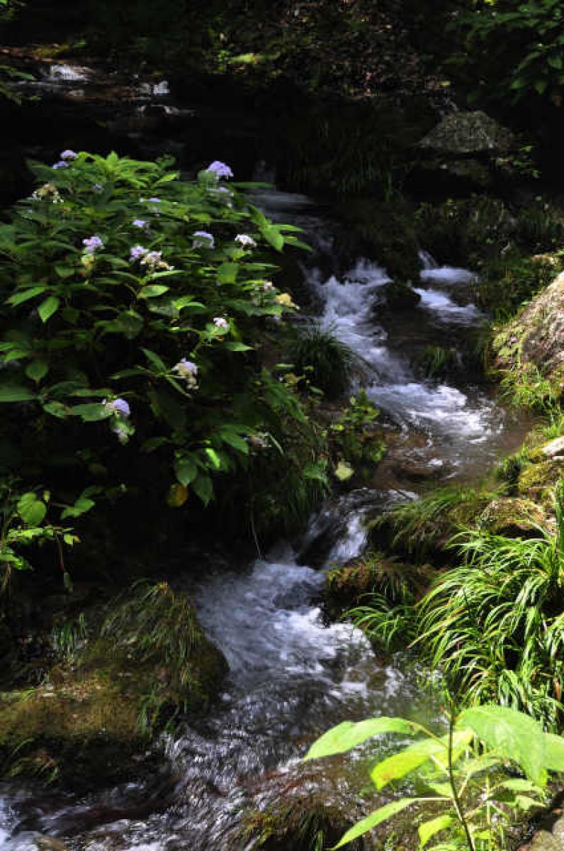 勢い良く下って.jpg | GANREF