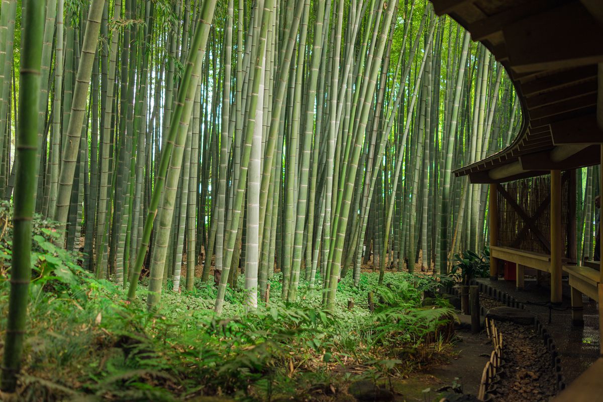 018-報国寺_01.jpg | GANREF