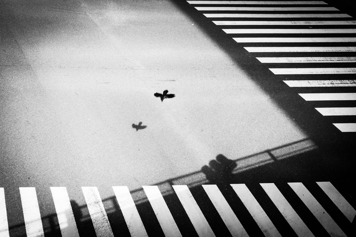 crossing shadows | GANREF