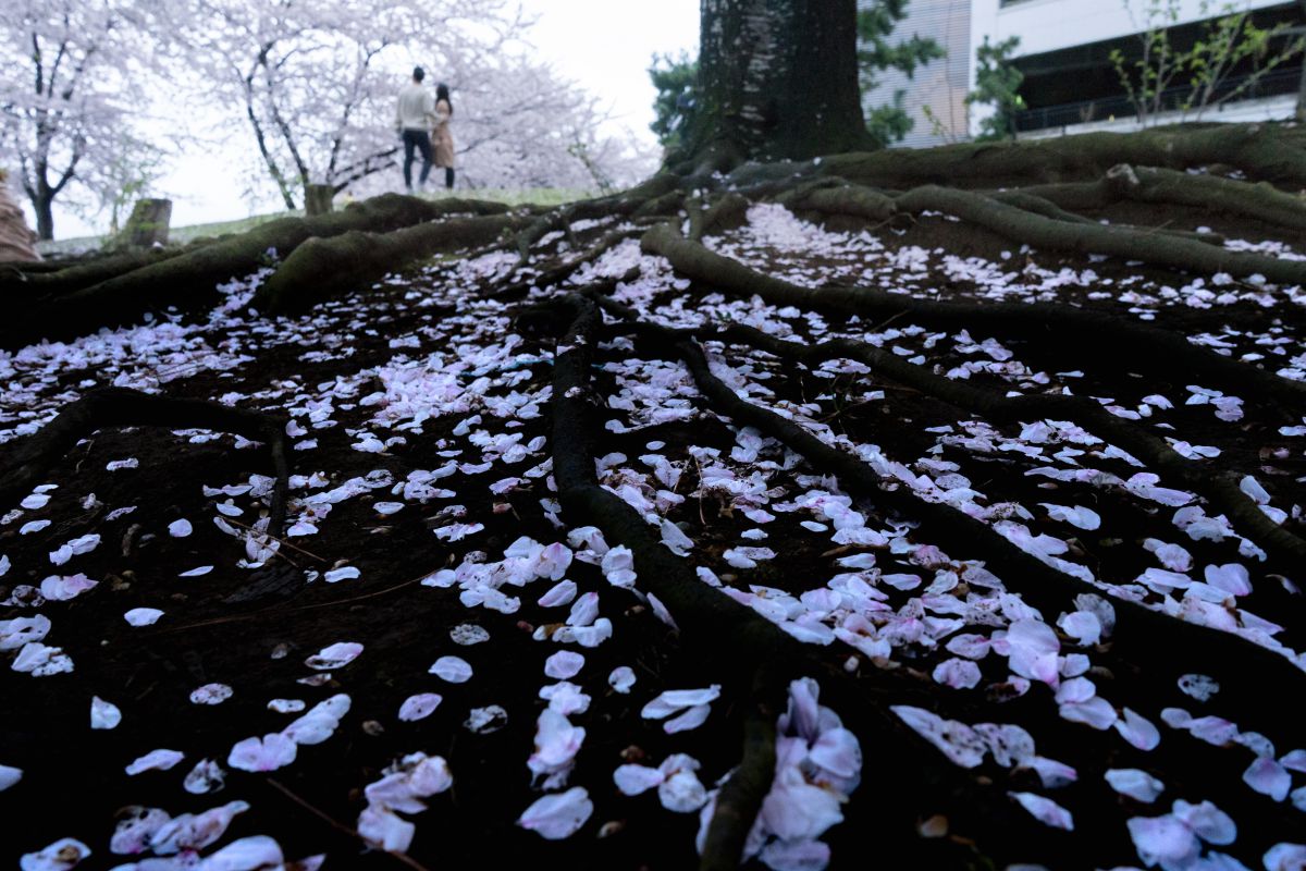 SAKURA WAVE | GANREF