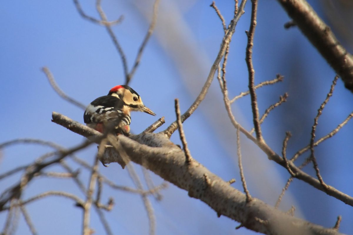 男は背中で語るorz | GANREF