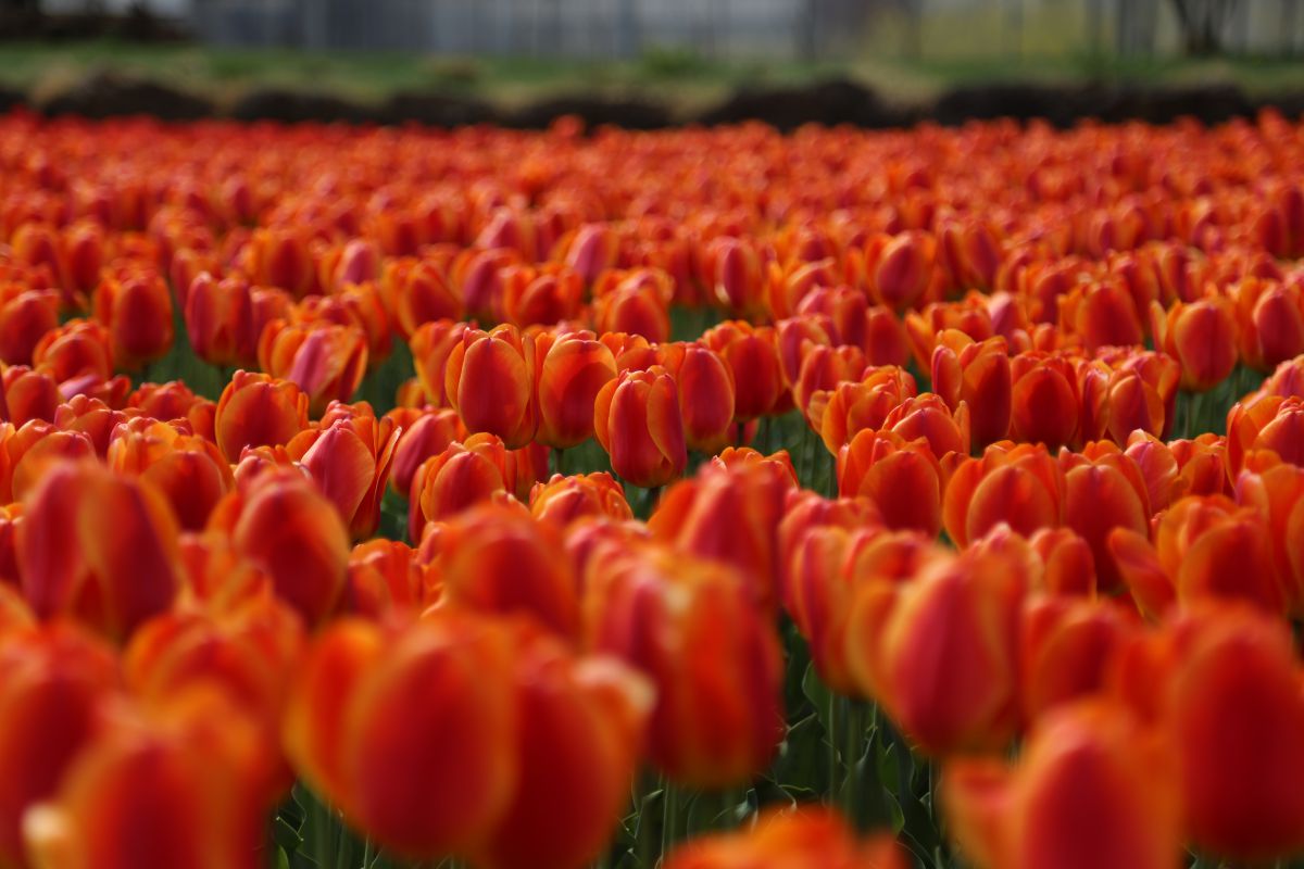 な～らんだぁ～ | GANREF