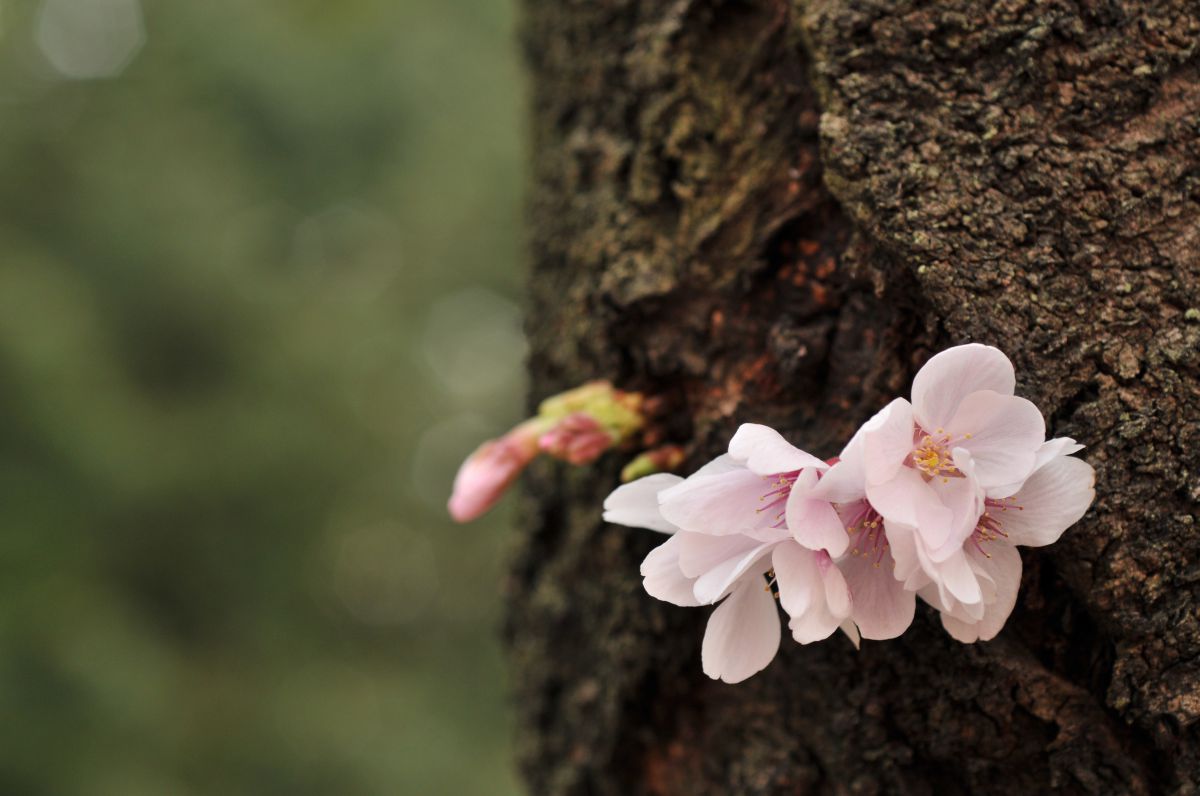 花、開く | GANREF