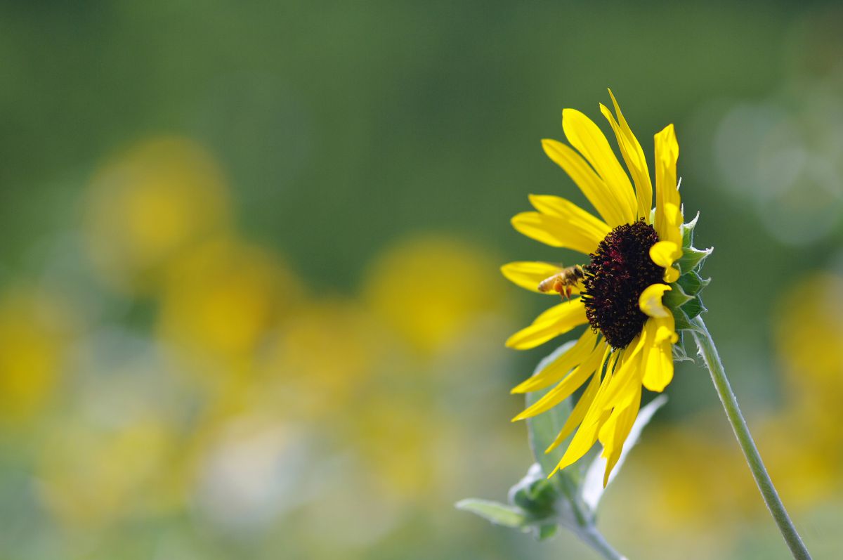 Late summer ♪2 | GANREF