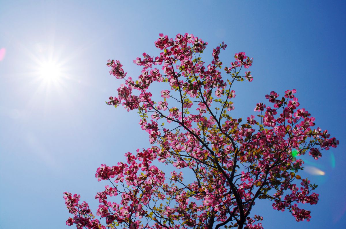 青空と太陽とハナミズキ | GANREF