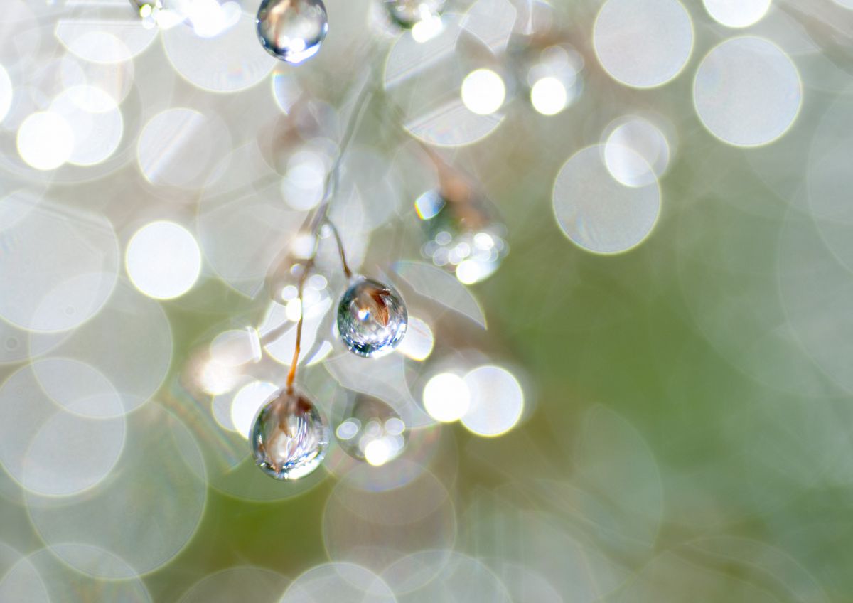 光の実。 | GANREF