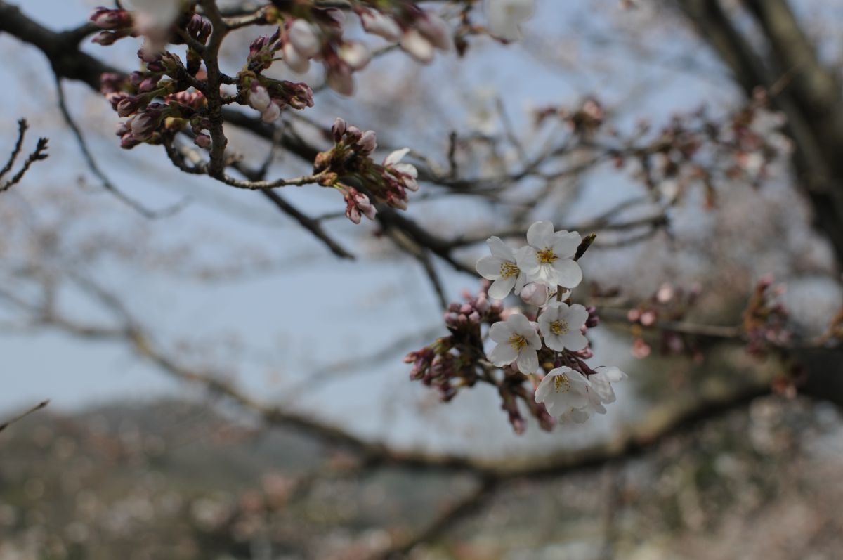 もう少し | GANREF