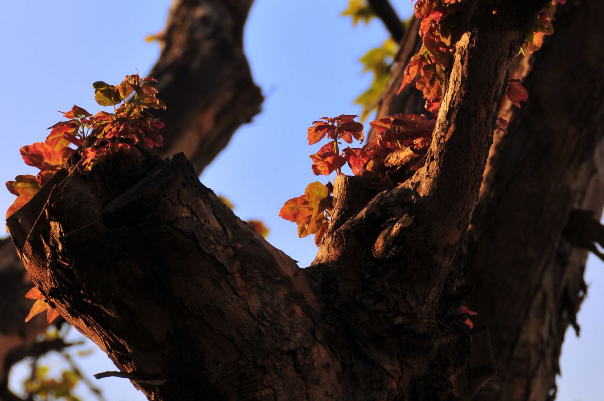 初めての 秋 | GANREF