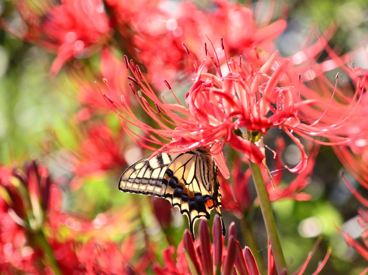 顔出しNG | GANREF