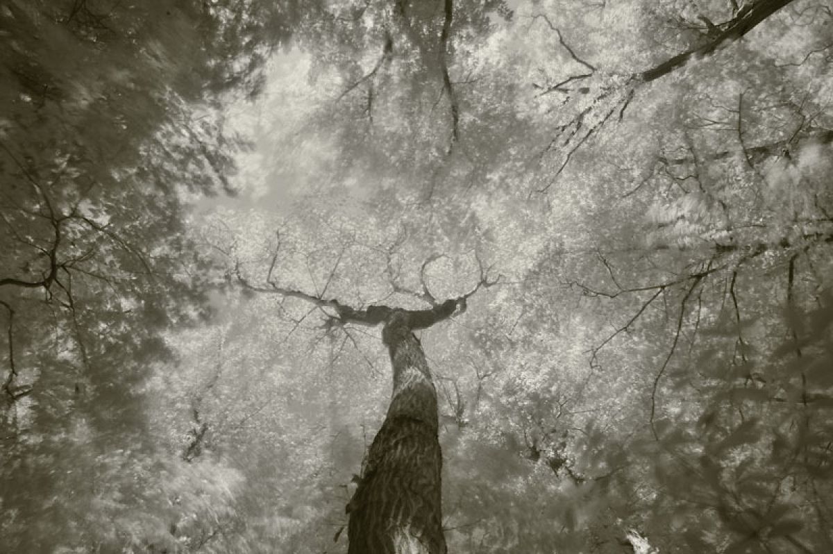 Forest Dance | GANREF