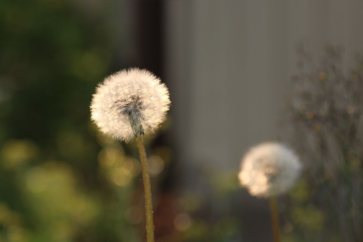 dandelion fluff | GANREF