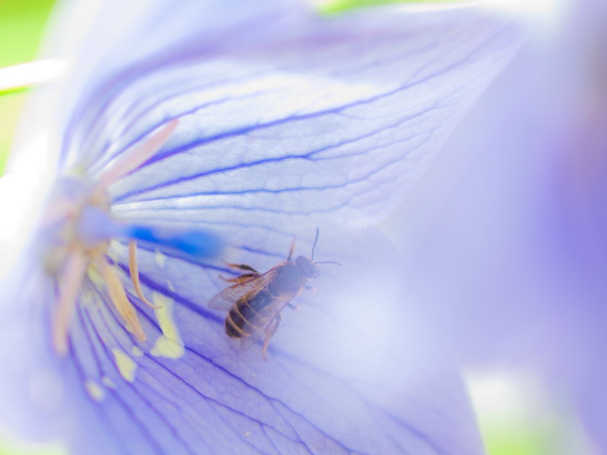 ひとやすみ | GANREF