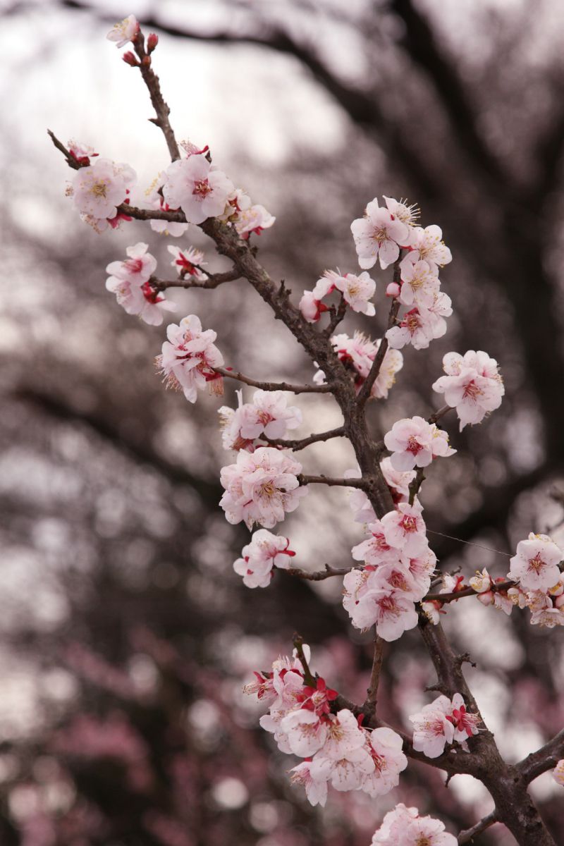 【春】plum-blossoms | GANREF