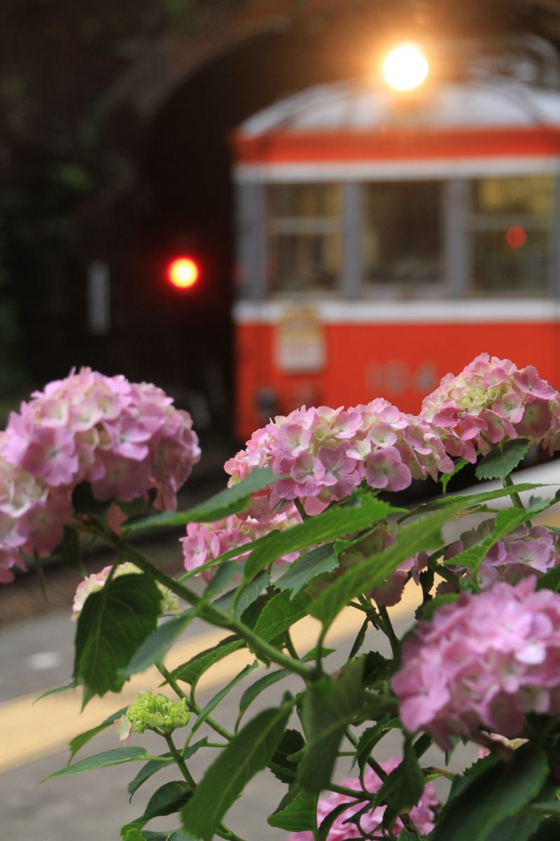 あじさい電車 | GANREF