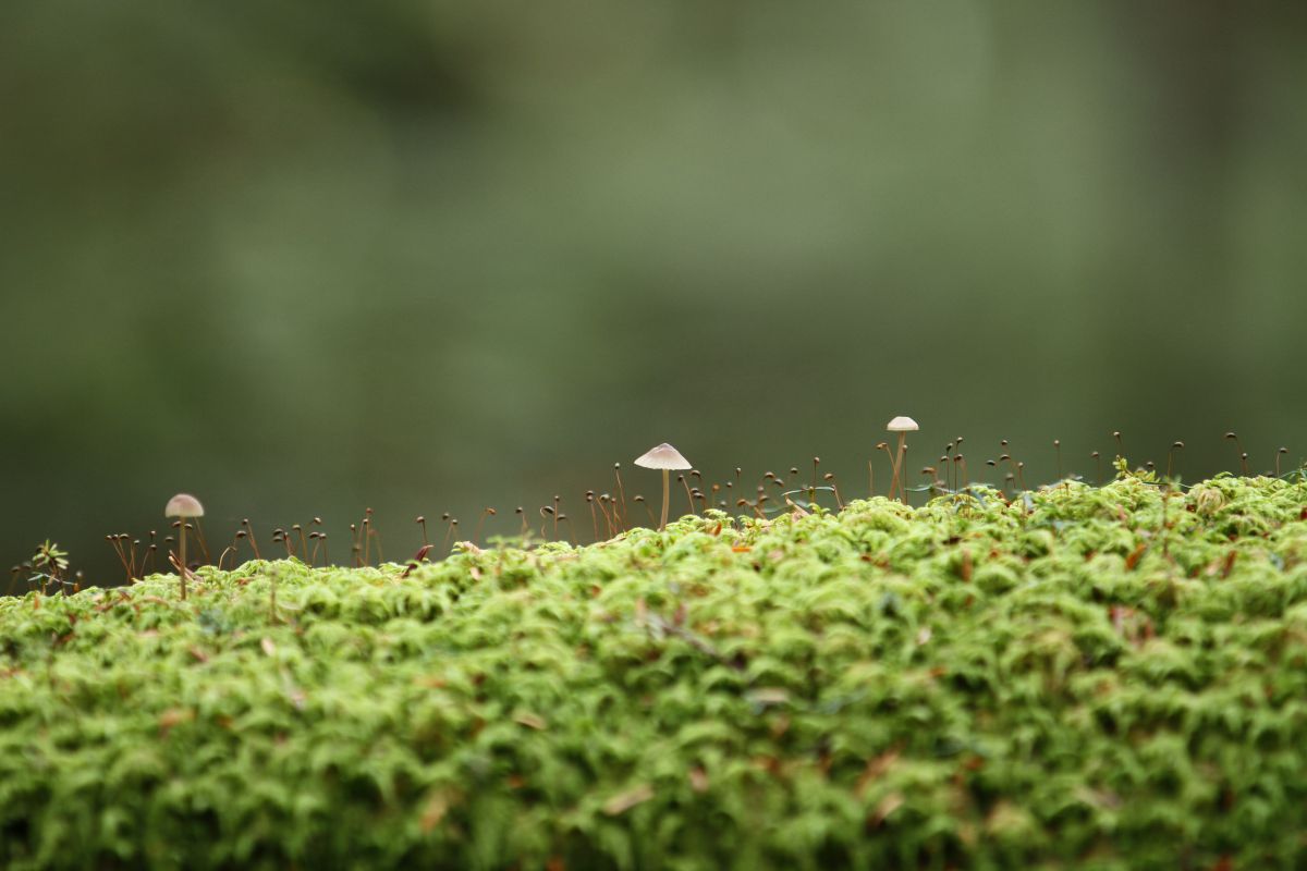 きのこの赤ちゃん | GANREF