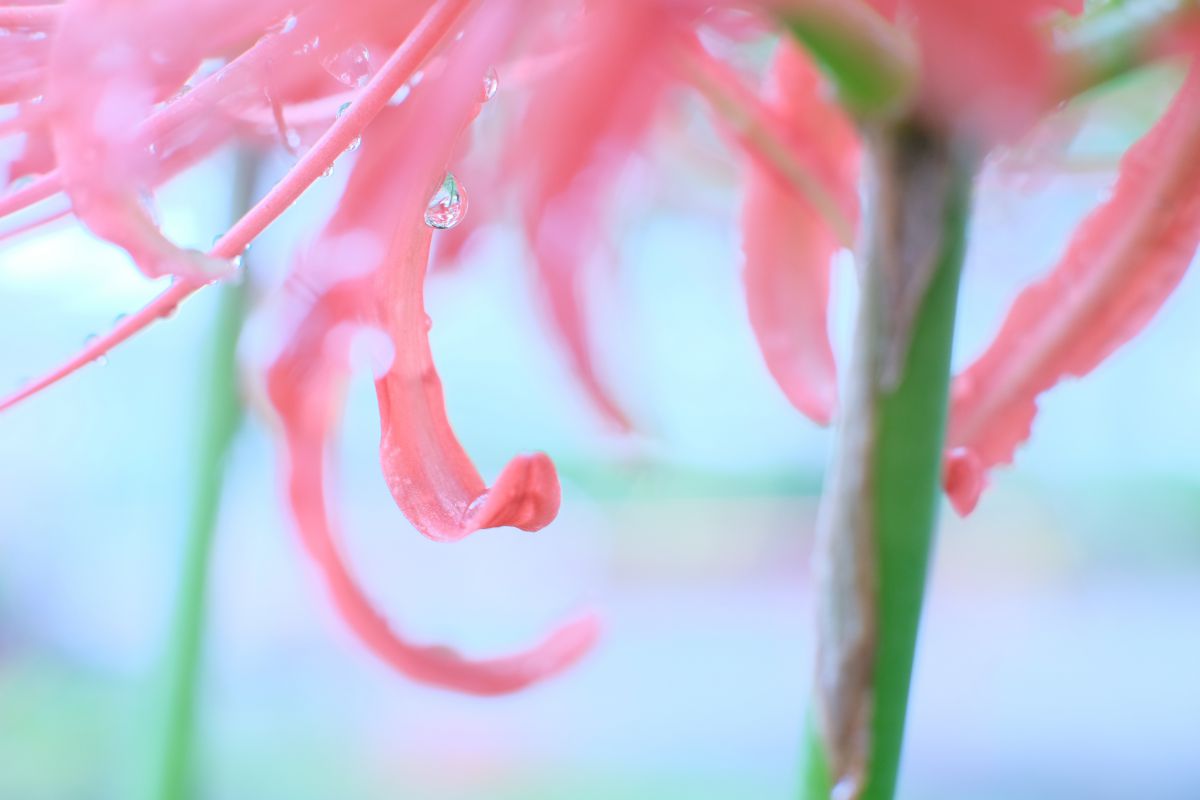 flower drops *Higanbana* | GANREF